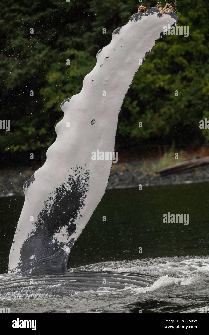 Humpback Whale, Baranof Island, Alaska Stock Photo - Alamy