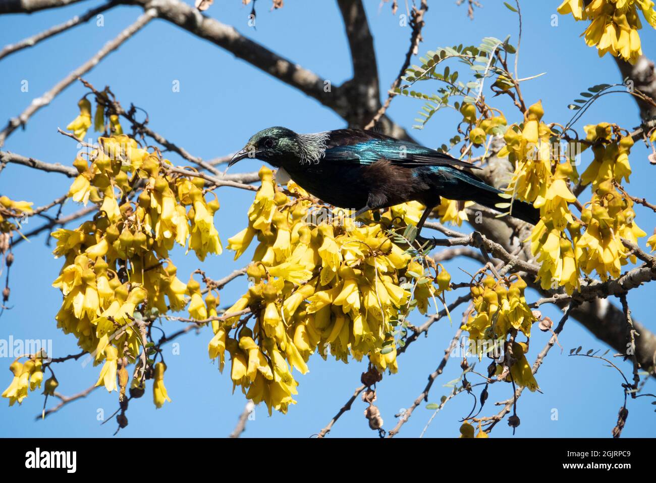 Yellow flowers new zealand native hi-res stock photography and images ...