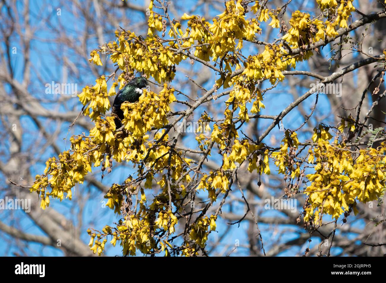Yellow flowers new zealand native hi-res stock photography and images ...
