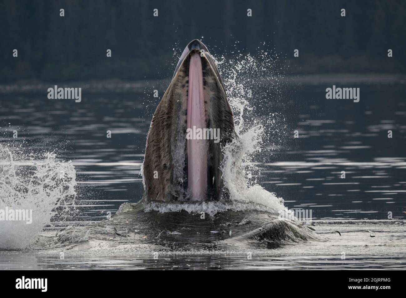 Humpback Whale, Baranof Island, Alaska Stock Photo - Alamy