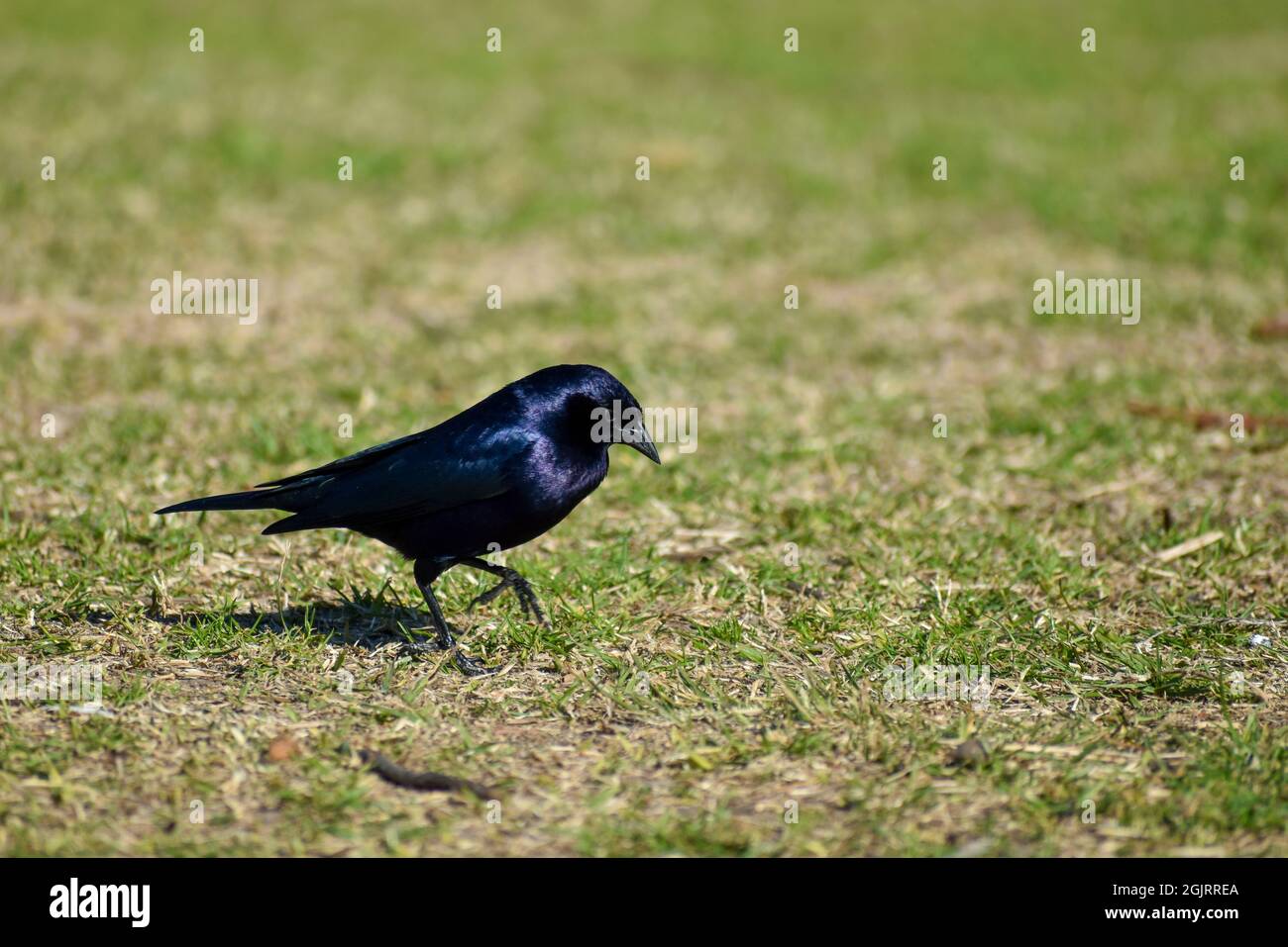 shiny cowbird (Molothrus bonariensis) on the ground, seen in a public ...