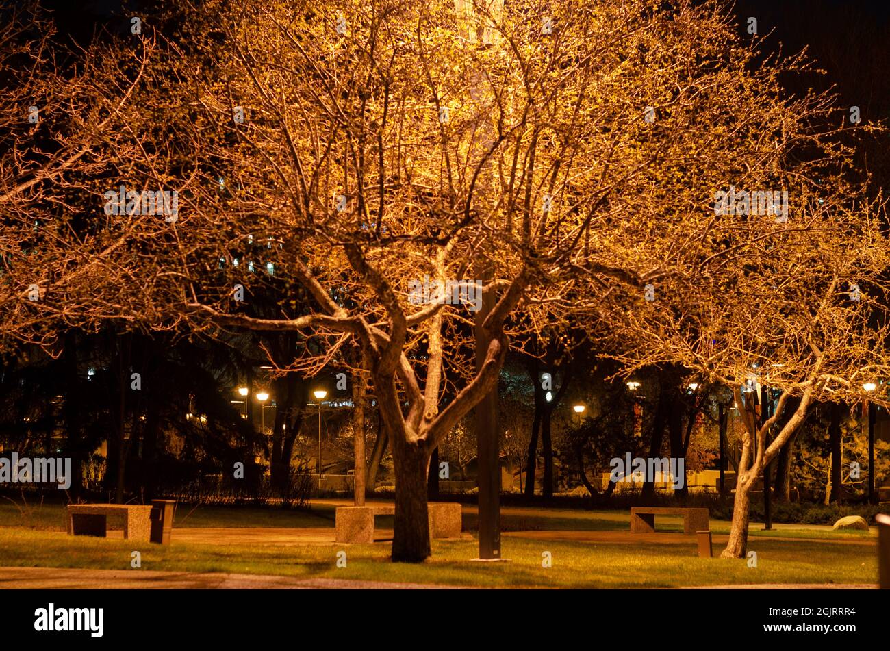 dark night tree in the winter Stock Photo - Alamy