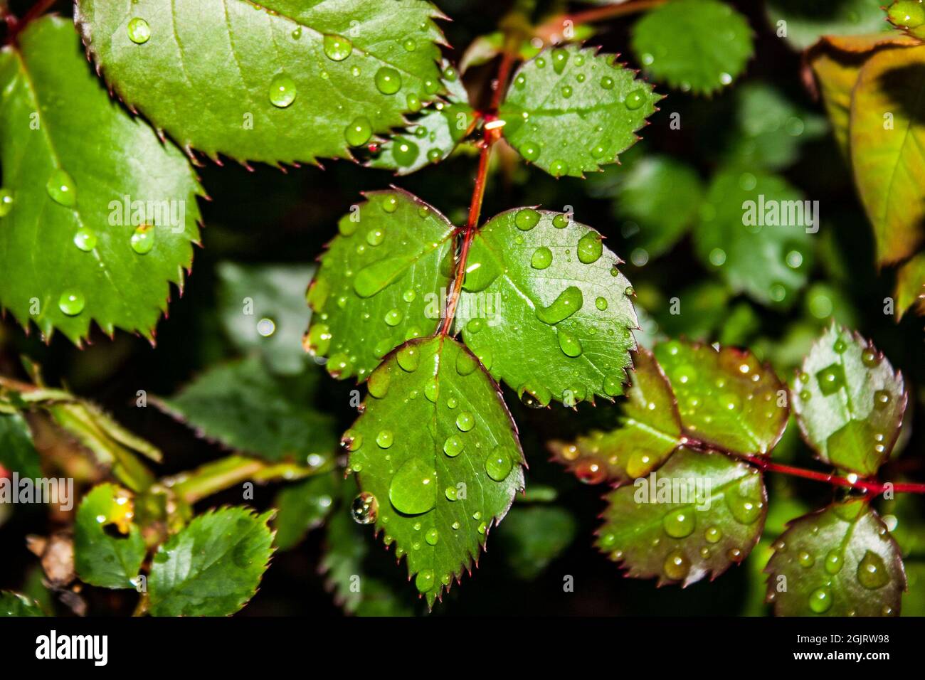 Green Rose With Water Drops