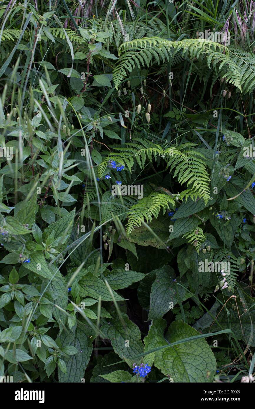 Lush wild green types of uncultivated plants Stock Photo - Alamy