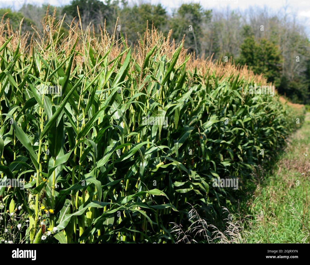 Outer edge of a tall cornfield Stock Photo - Alamy