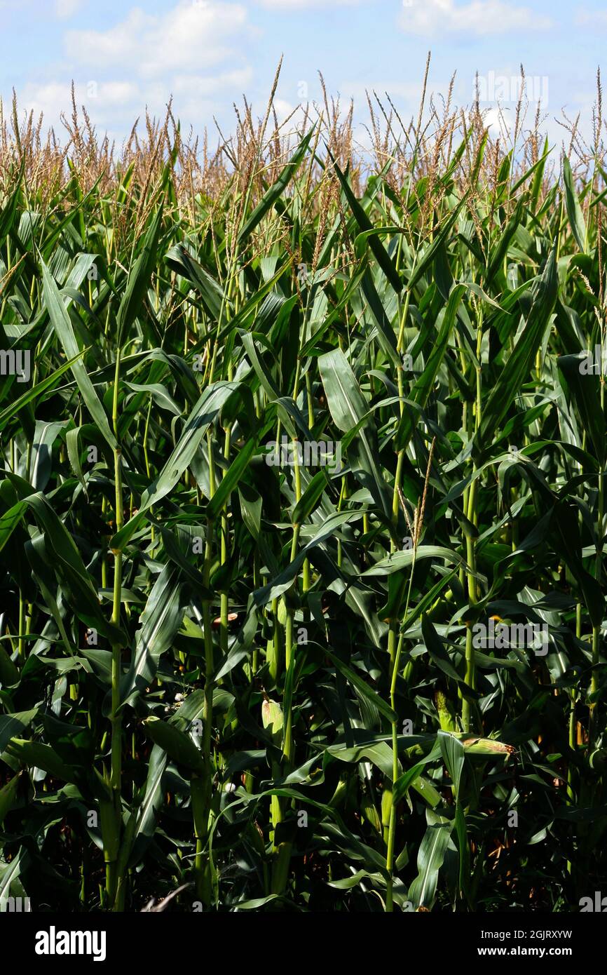 Close up view corn field hi-res stock photography and images - Alamy