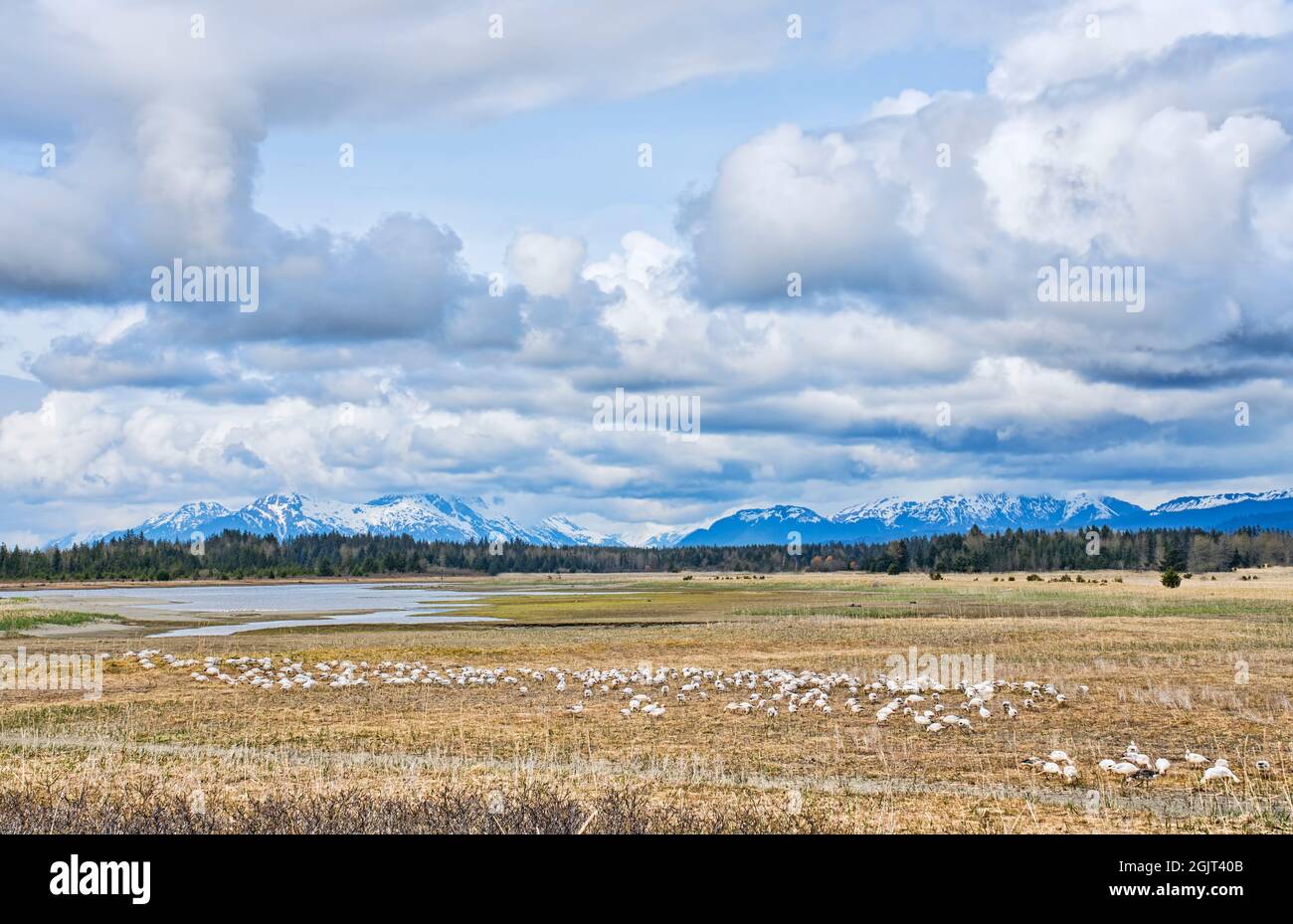 Large flock of trumpeter swans stopping for a break during spring ...