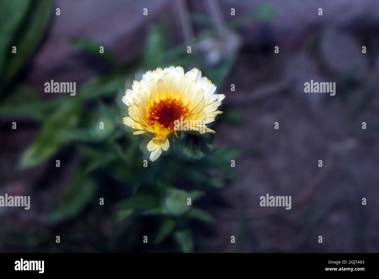 Pretty yellow flowers up close Stock Photo - Alamy