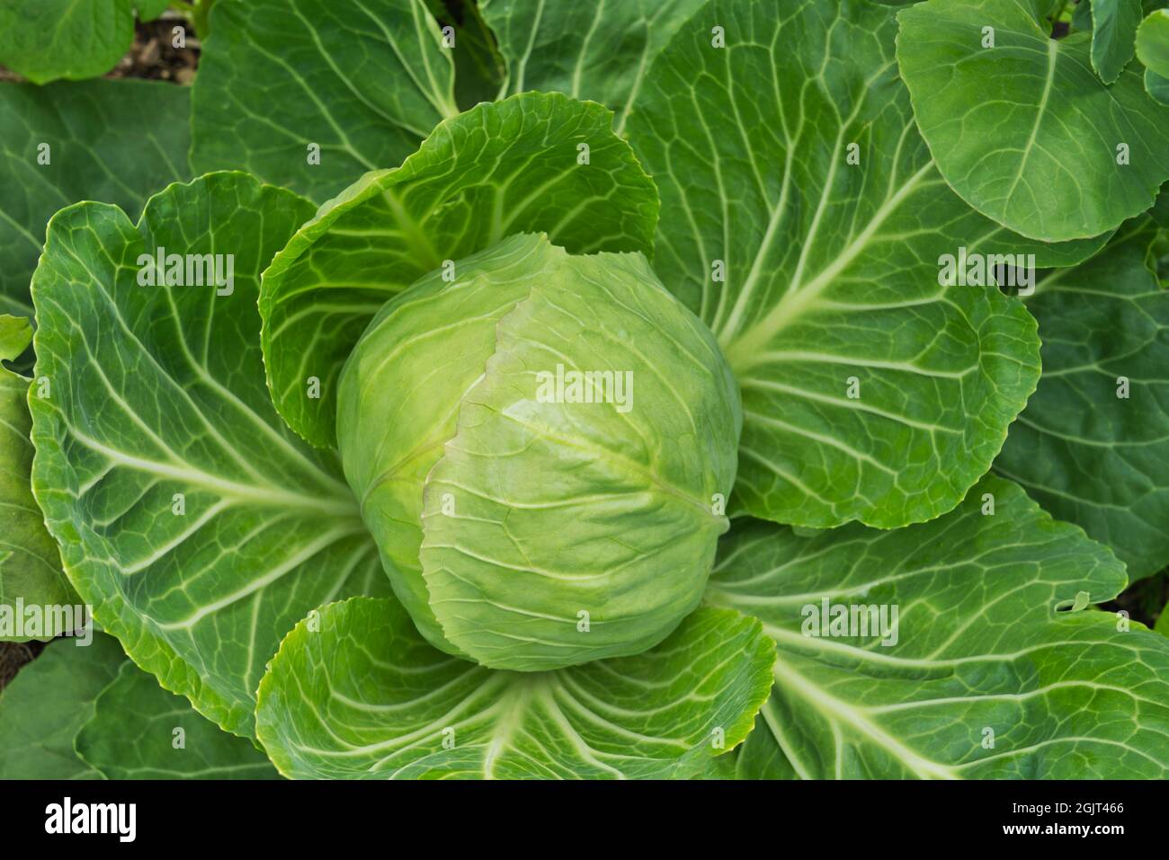Green cabbage plant hi-res stock photography and images - Alamy