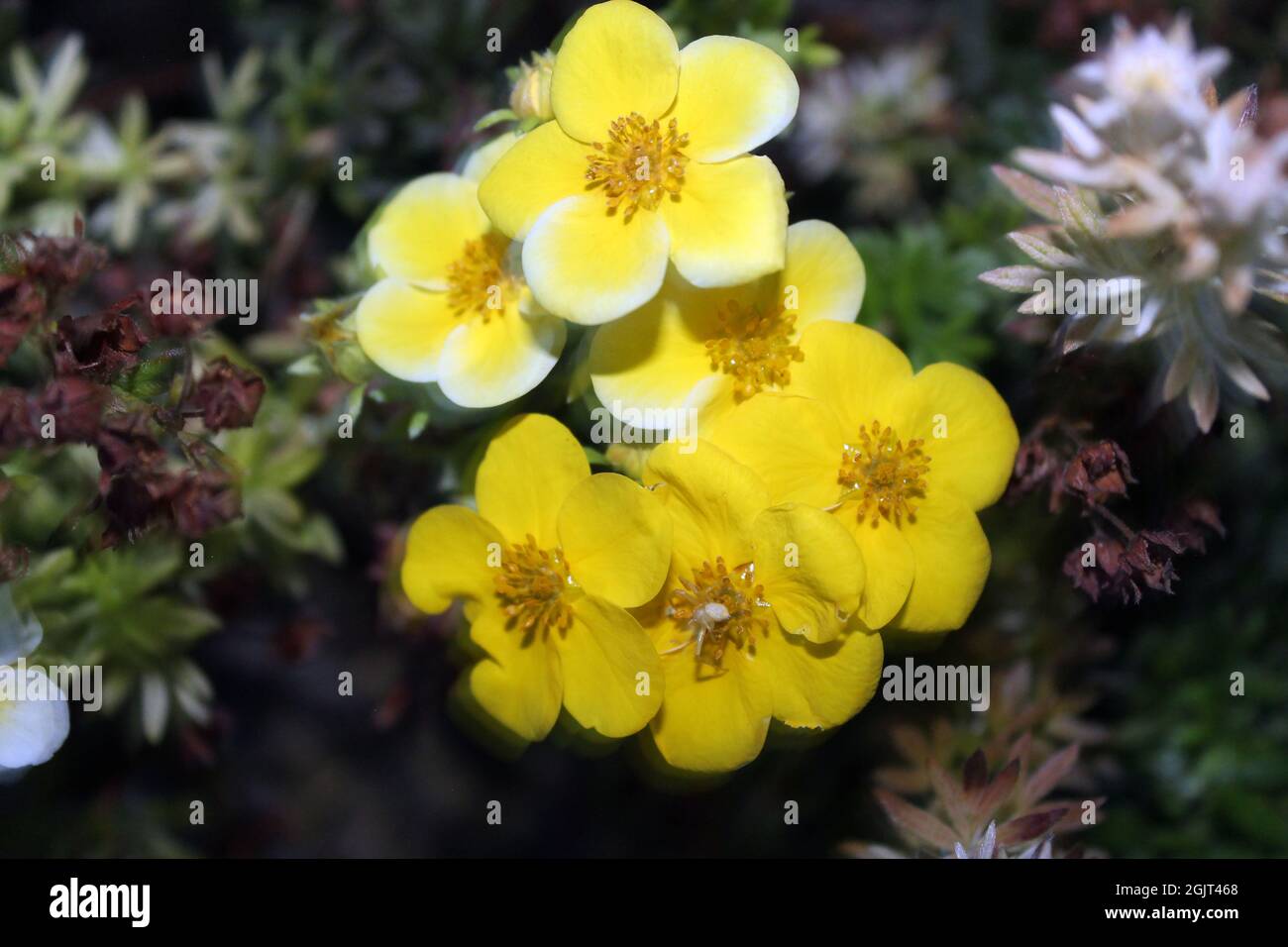 Pretty yellow flowers up close Stock Photo - Alamy