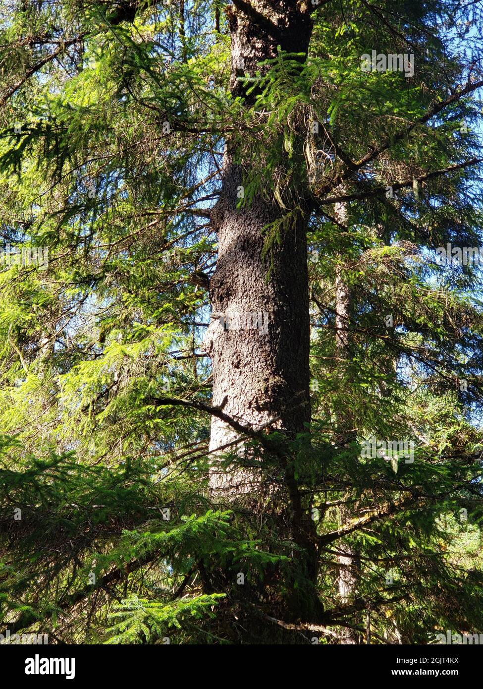 Giant spruce tree hi-res stock photography and images - Alamy