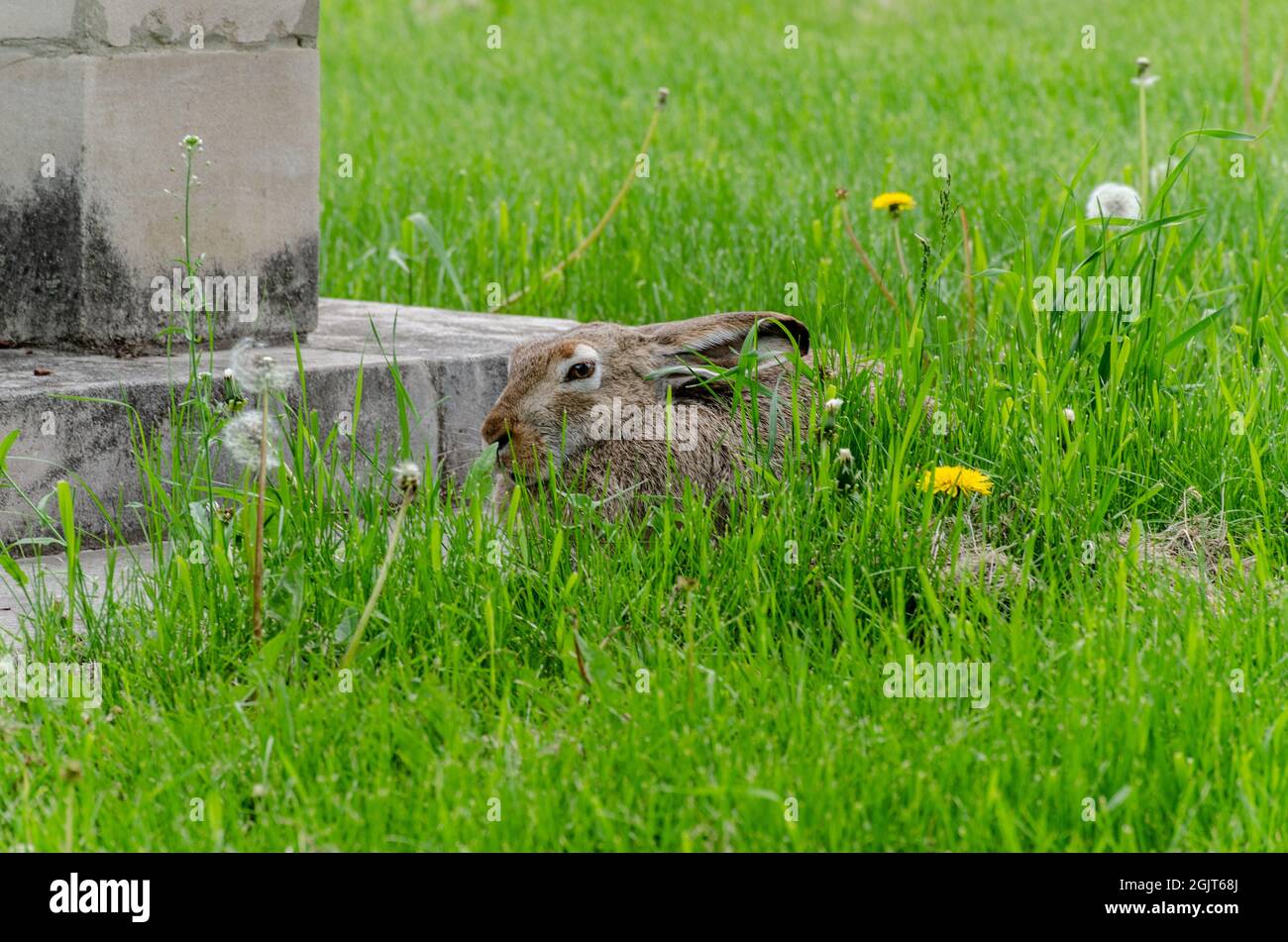 Nut rabbit hi-res stock photography and images - Alamy