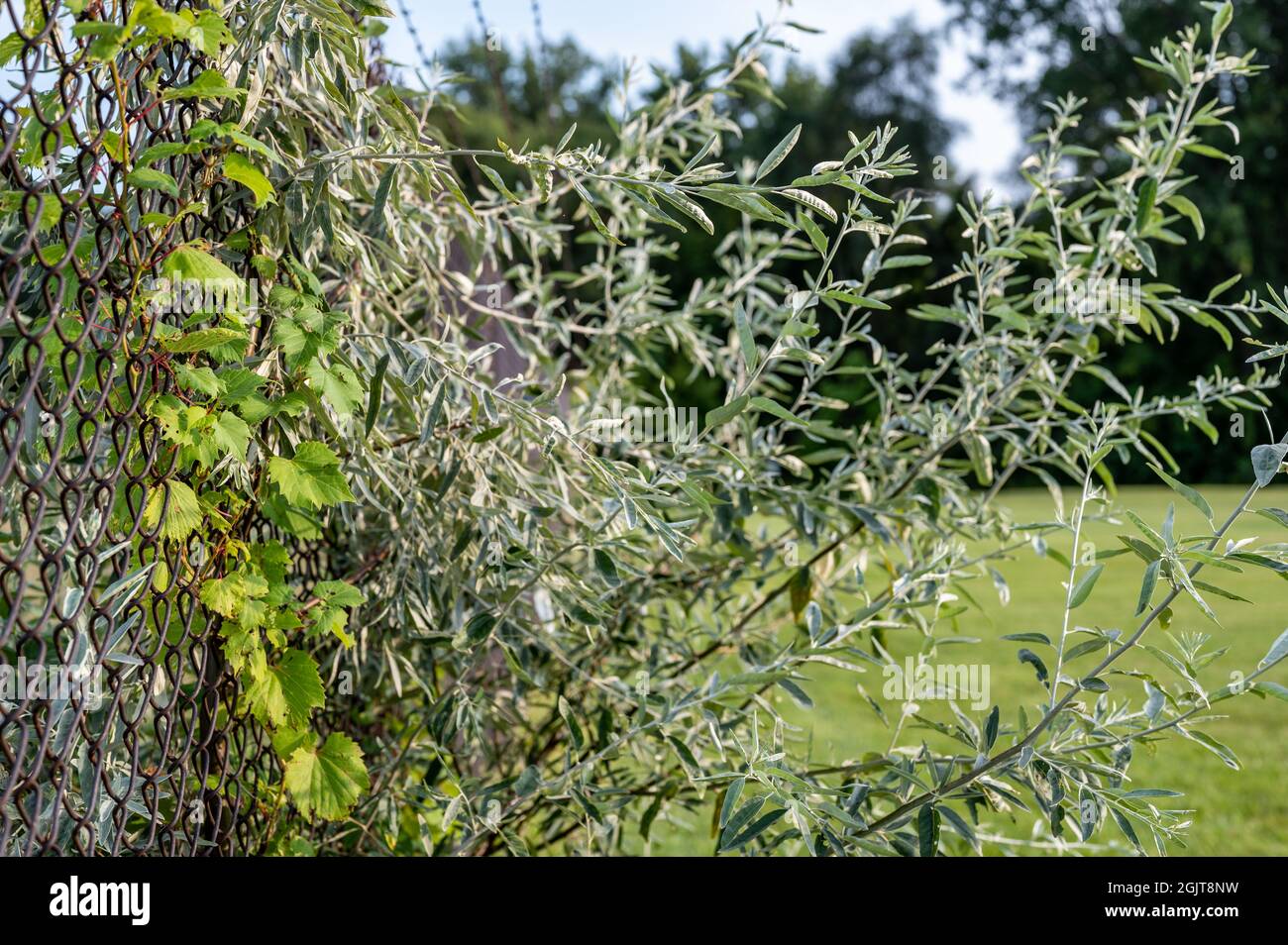 Overgrown industrial chain link fence with trees and brush passing ...