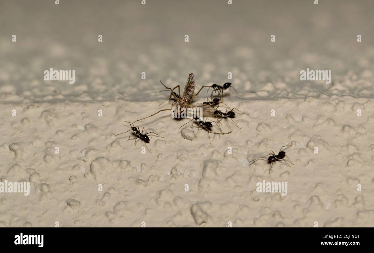 Tiny black ants carrying a dead Crane fly back to their nest along a ...