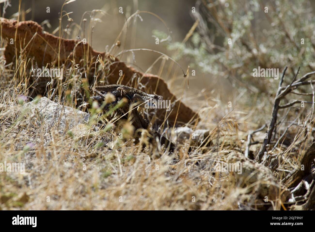 Lizards at Smith Rock, Oregon Stock Photo - Alamy