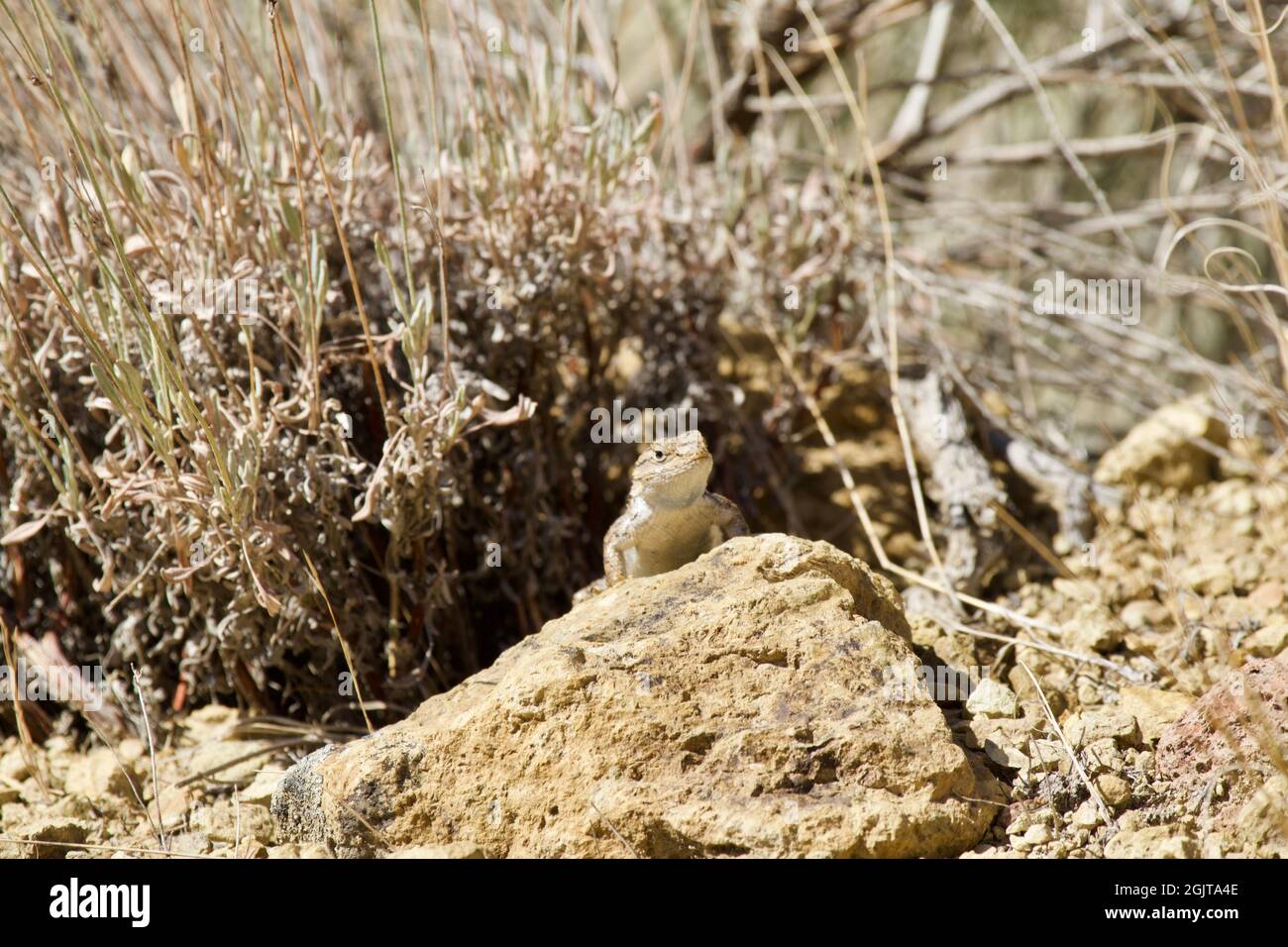 Lizards at Smith Rock, Oregon Stock Photo - Alamy