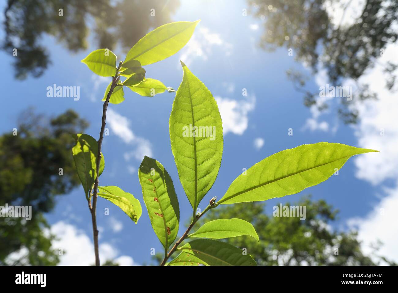 Camellia sinensis var sinensis hi-res stock photography and images - Alamy