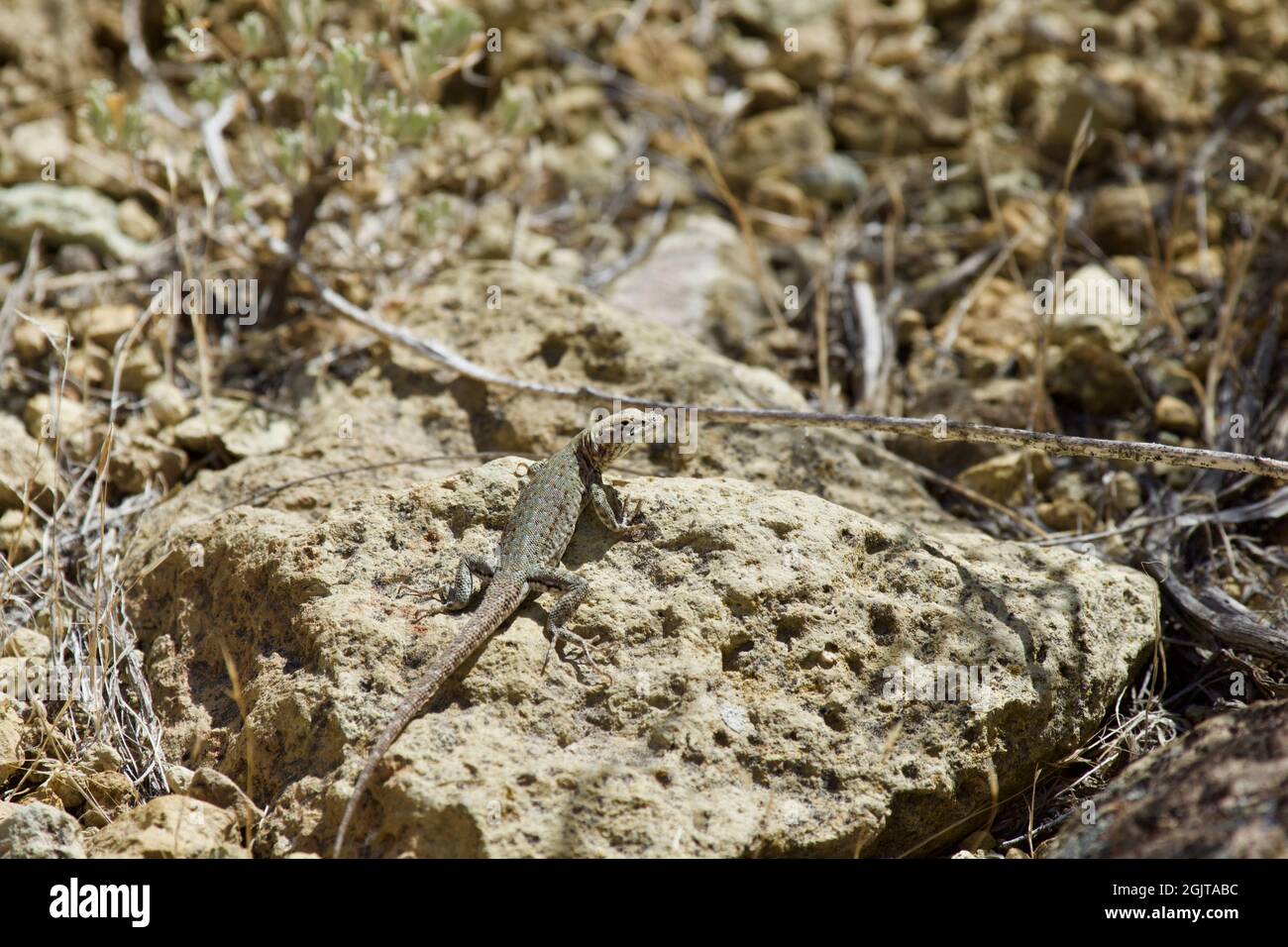 Lizards at Smith Rock, Oregon Stock Photo - Alamy