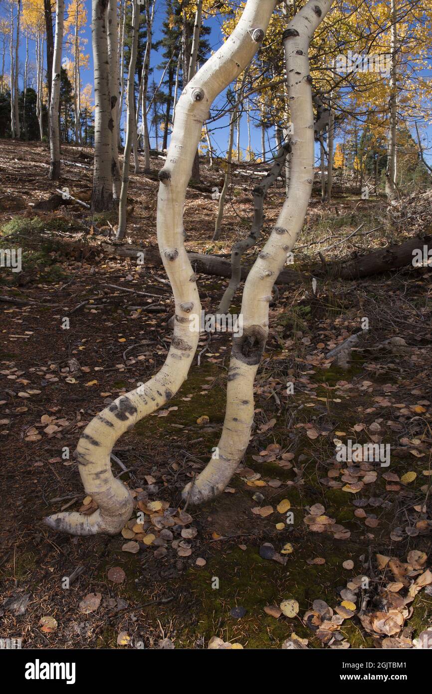 Heavy wet snow on the Grand Canyon North Rim bends young aspen. In ...