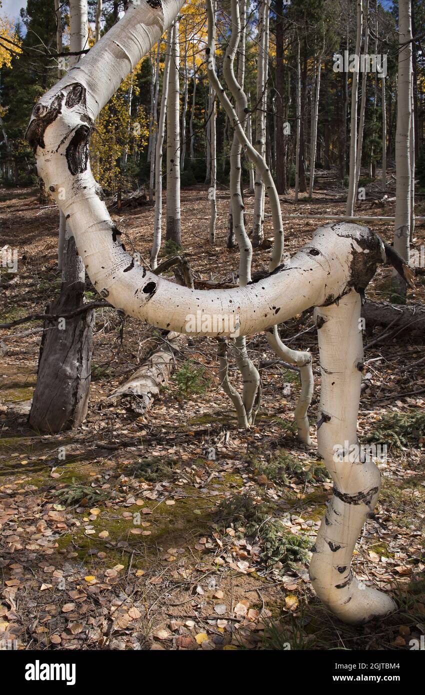 Heavy wet snow on the Grand Canyon North Rim bends young aspen. In ...