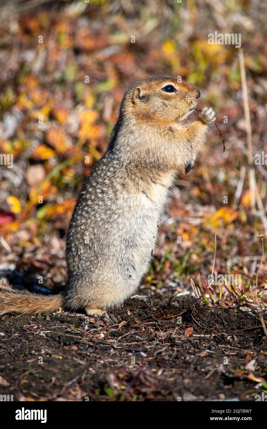 This arctic ground squirrel posed for its portrait in Denali National ...