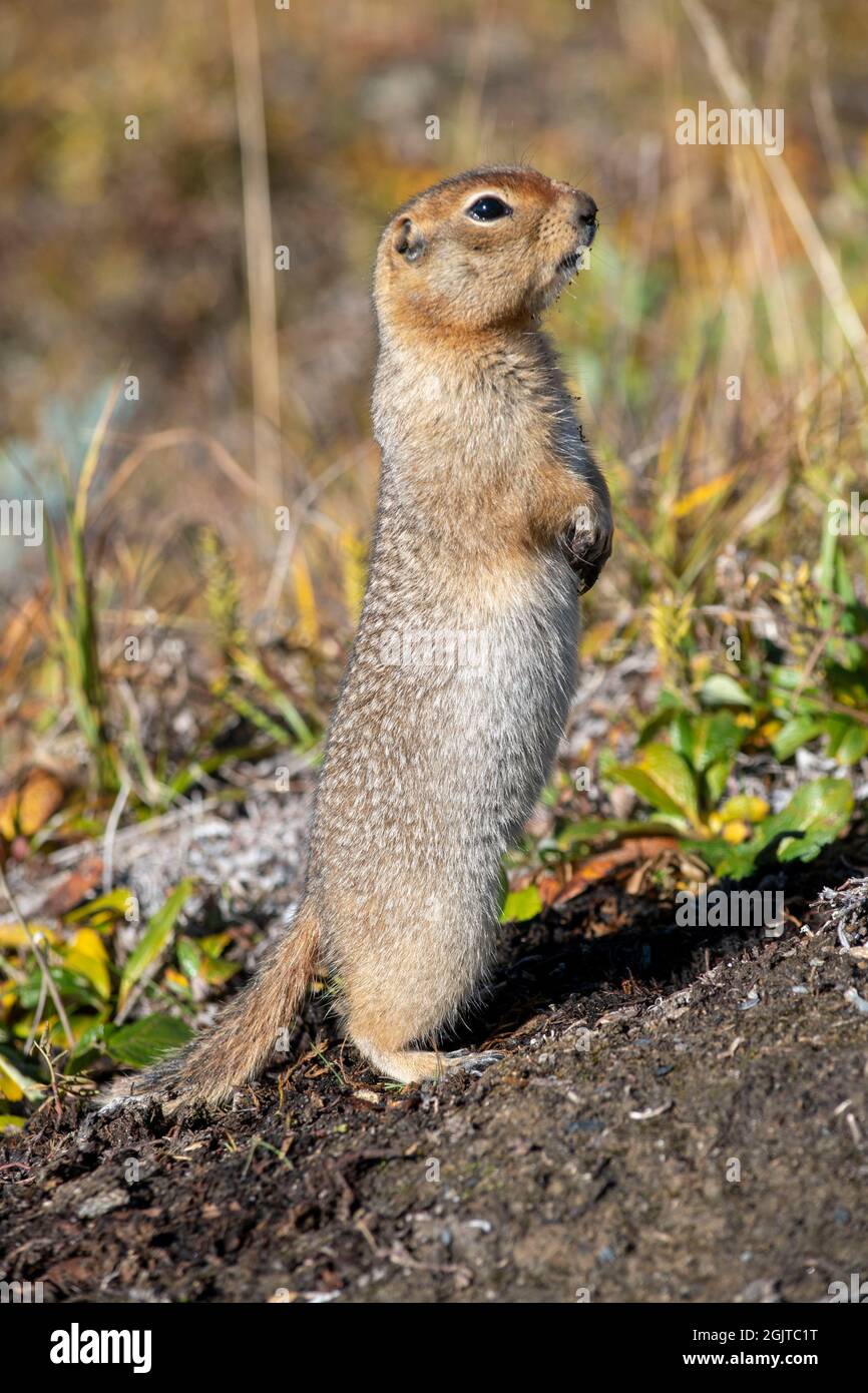 White Arctic Squirrel