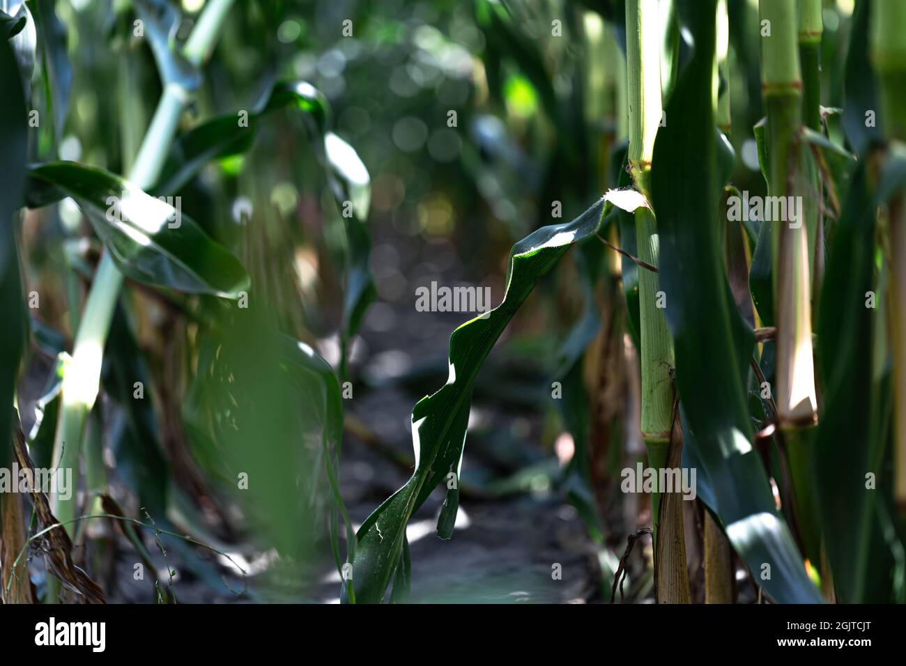 Young green corn growing on the field, background. Texture from young ...