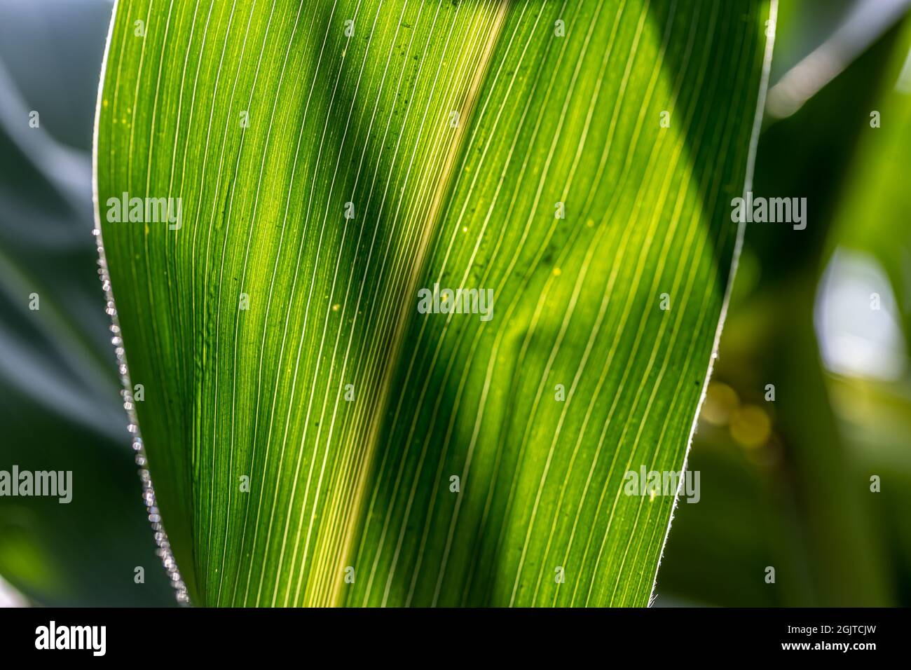 Young green corn growing on the field, background. Texture from young ...