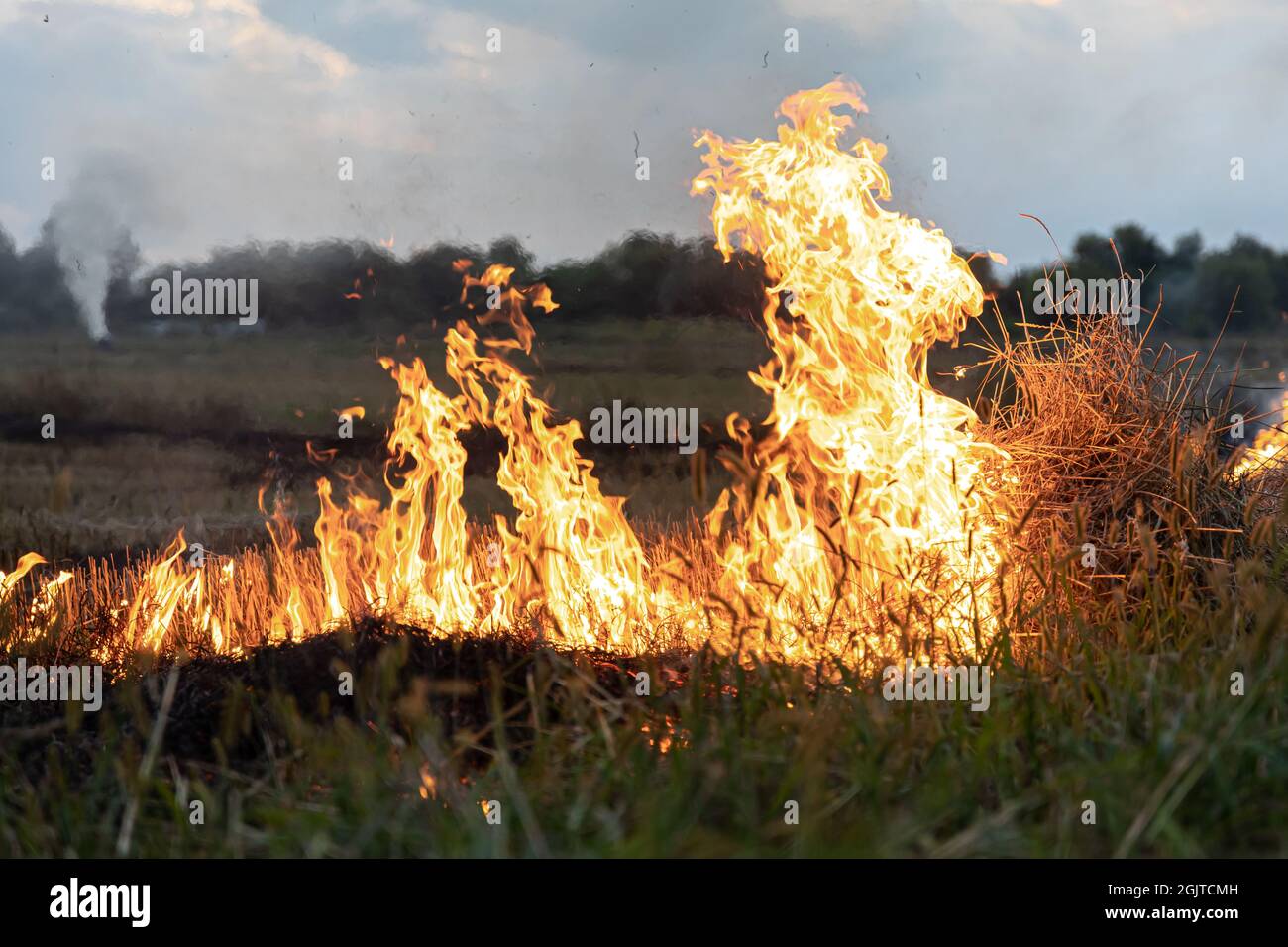Fire in the steppe, the grass is burning destroying everything in its ...