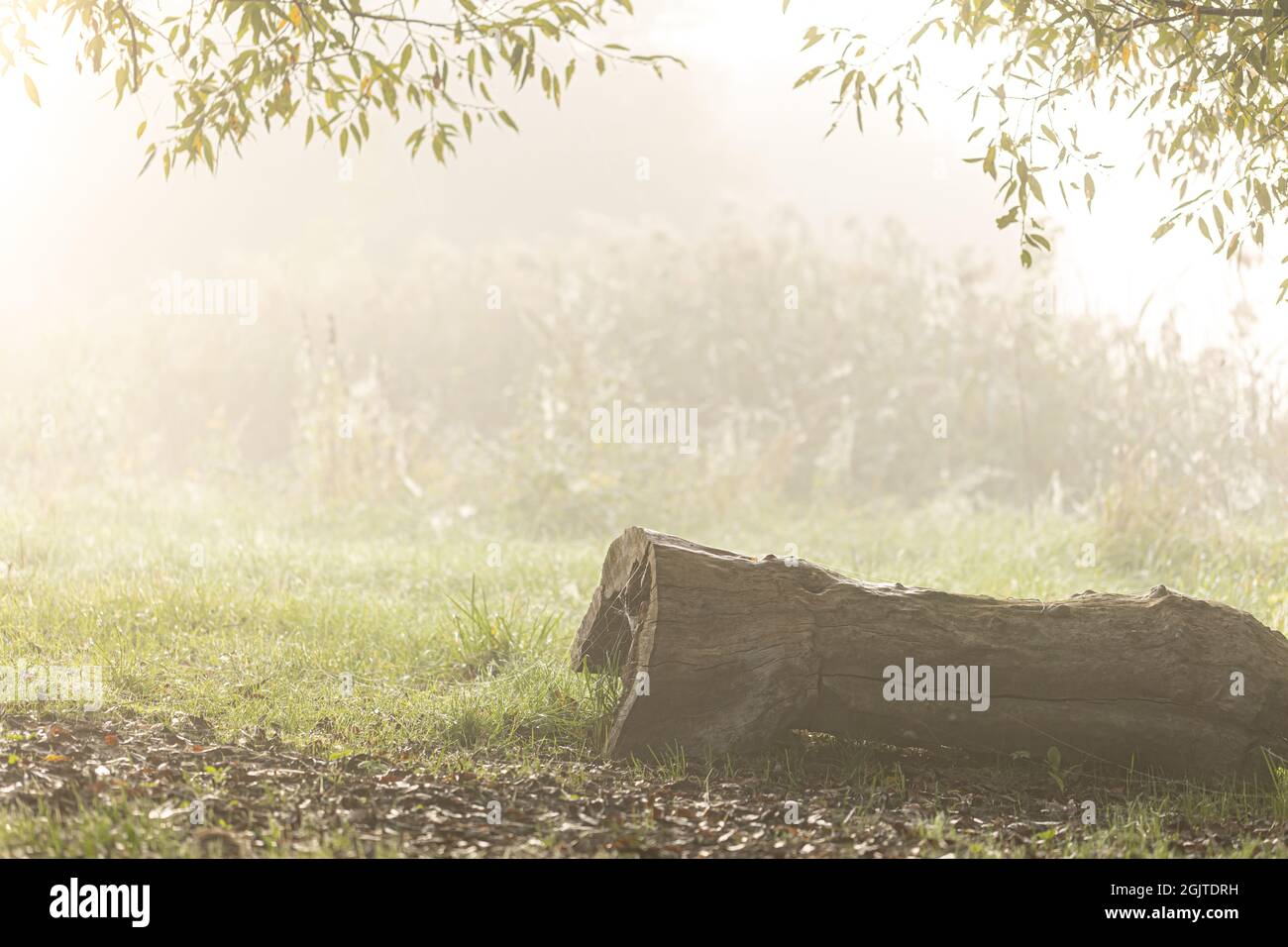 Foggy autumn morning in the forest, a log in the grass Stock Photo - Alamy