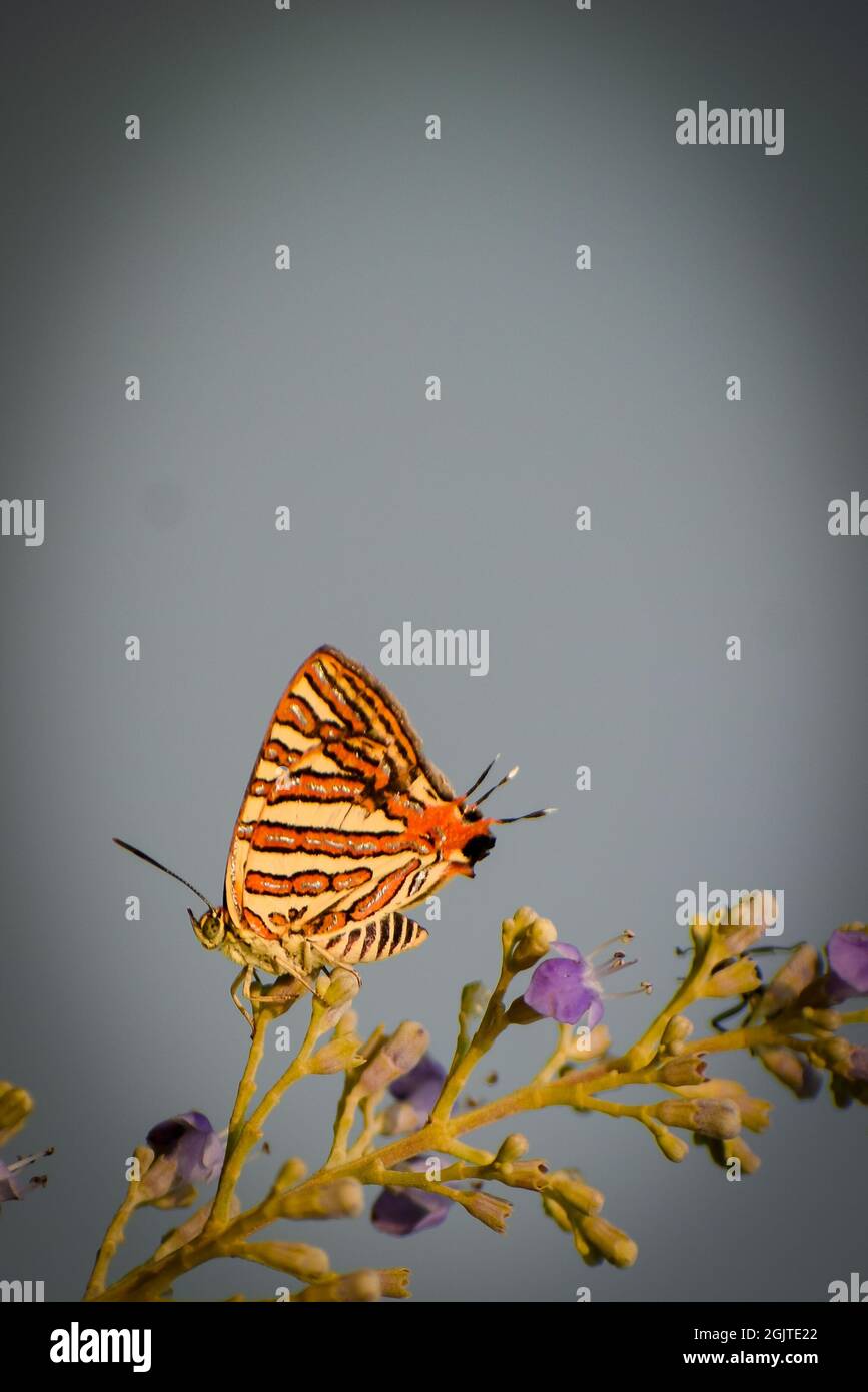 Silverline butterfly hi-res stock photography and images - Alamy