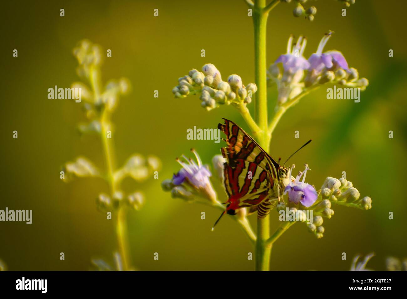 butterfly on a flower . common silverline ( cigaritis vulcanus Stock ...