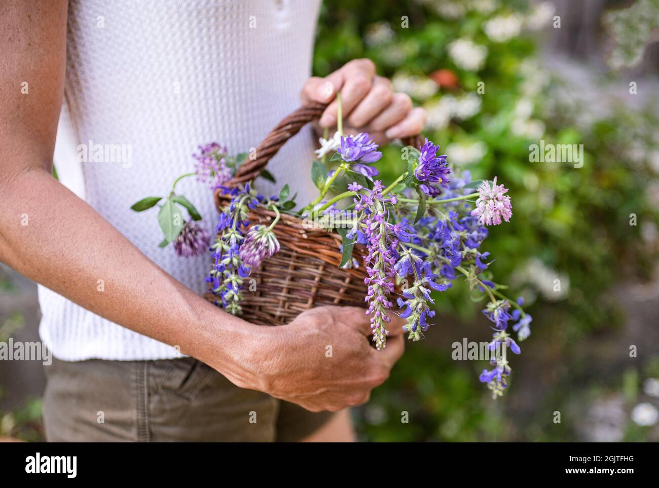 wild flower in basket for naturopathy and botany Stock Photo - Alamy