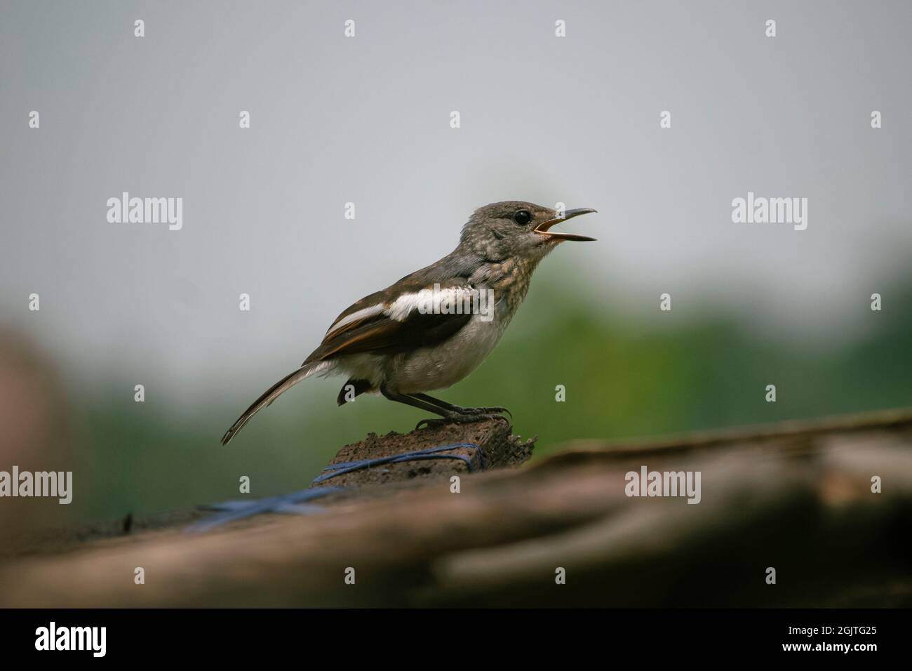 Beautiful Indian Oriental magpie Robin male bird sitting in a branch ...