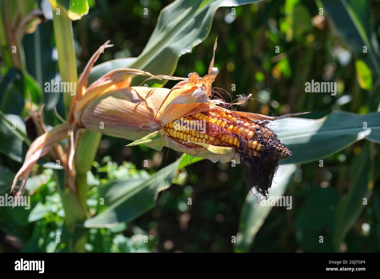 Single cob of corn in husk hi-res stock photography and images - Alamy