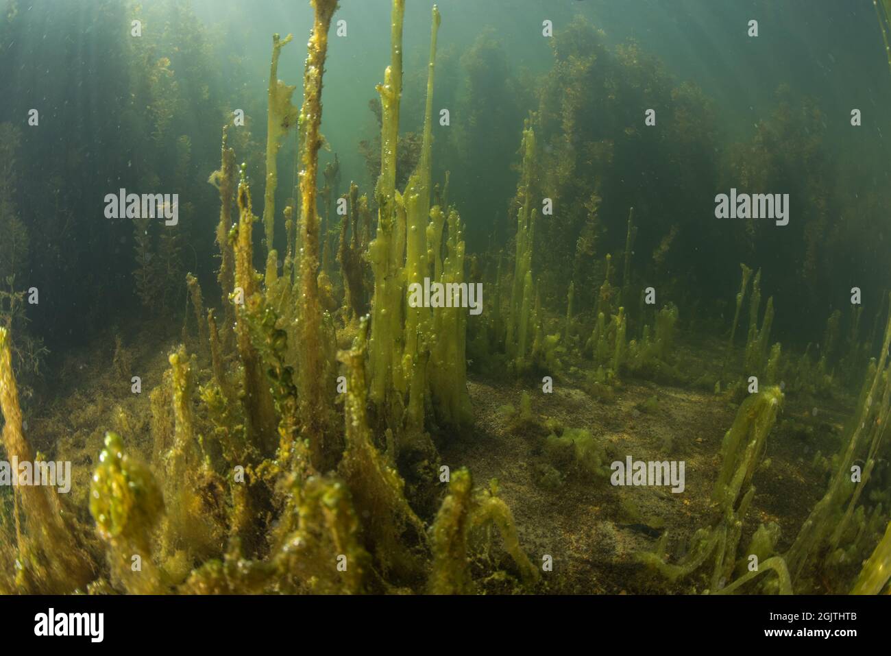 Algae growing at the bottom of a freshwater waterbody in California ...