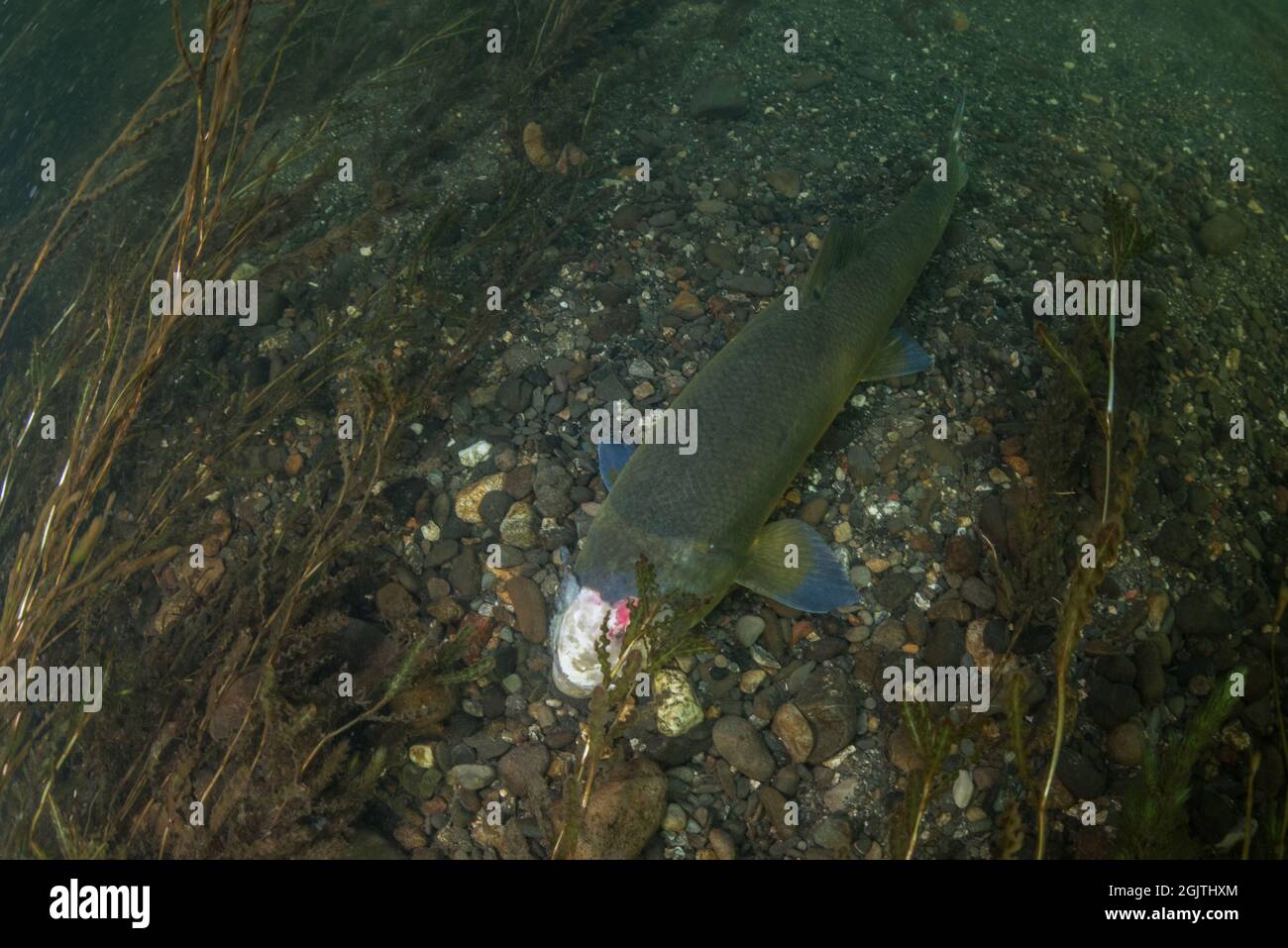 An injured Sacramento sucker fish (Catostomus occidentalis) rests on ...