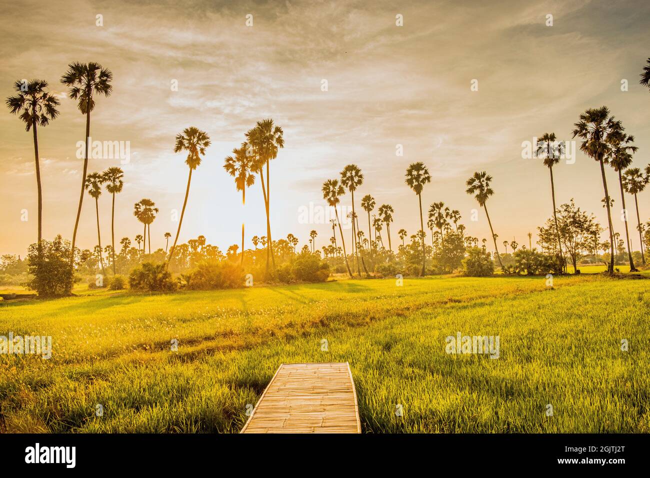 Beautiful wooden Bamboo bridge among the tropical palm trees at sunset ...