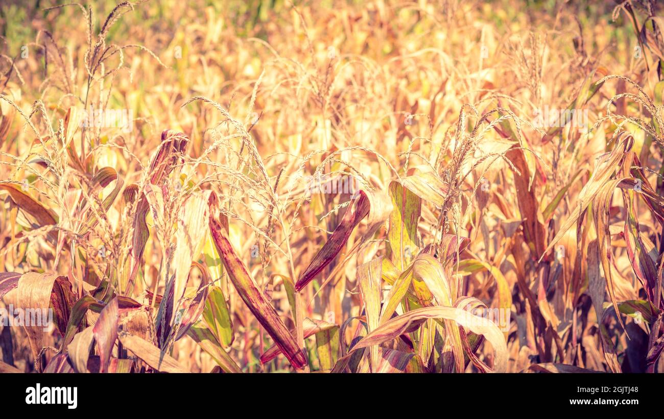 Dried Corn Field Background Stock Photo - Alamy