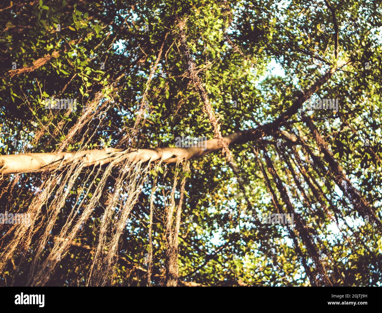 Asia tropical rainforest trees and vines perfect blance in nature ...