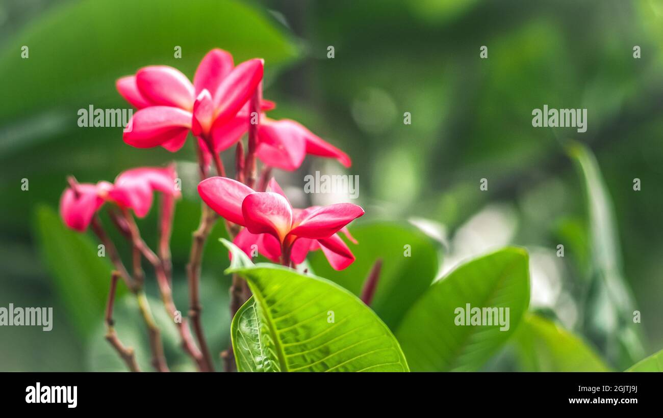 Red plumeria plumeria rubra hi-res stock photography and images - Alamy