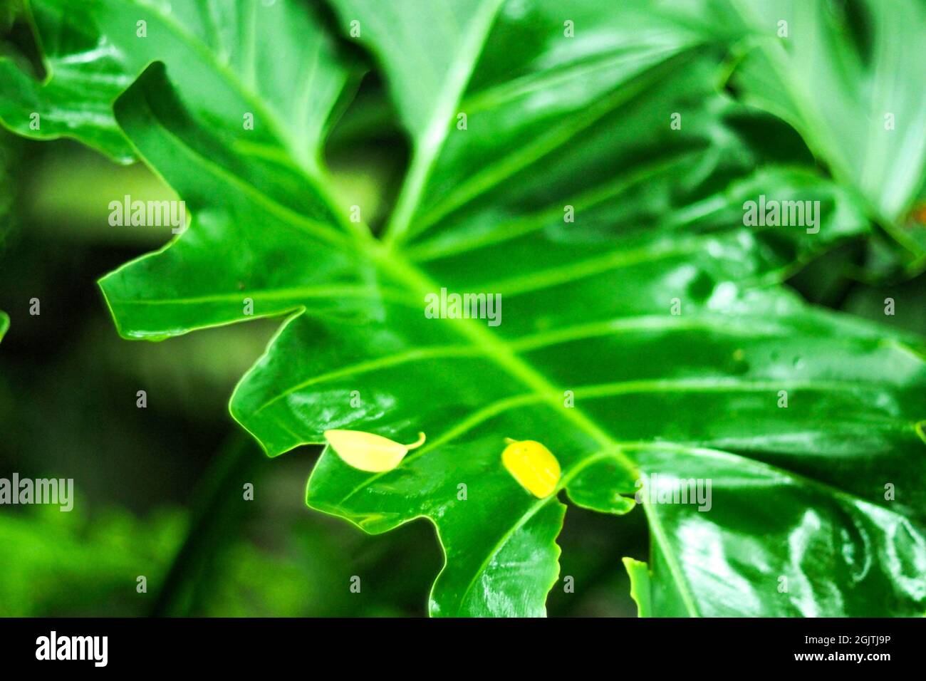 Creative tropical green leaves layout. Nature spring concep after ...