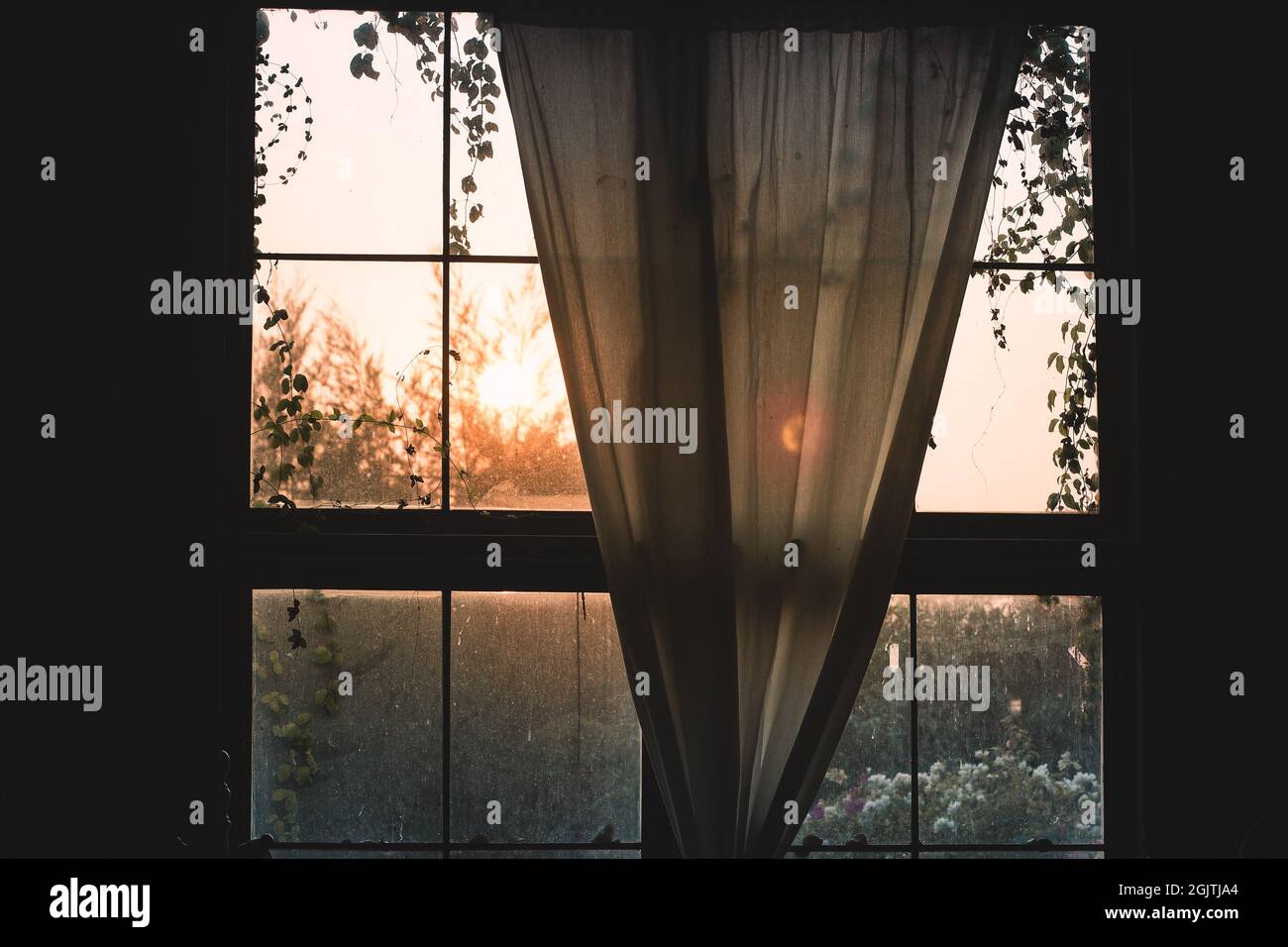 The Morning sunLight Spread Through The Window forest nature garden ...