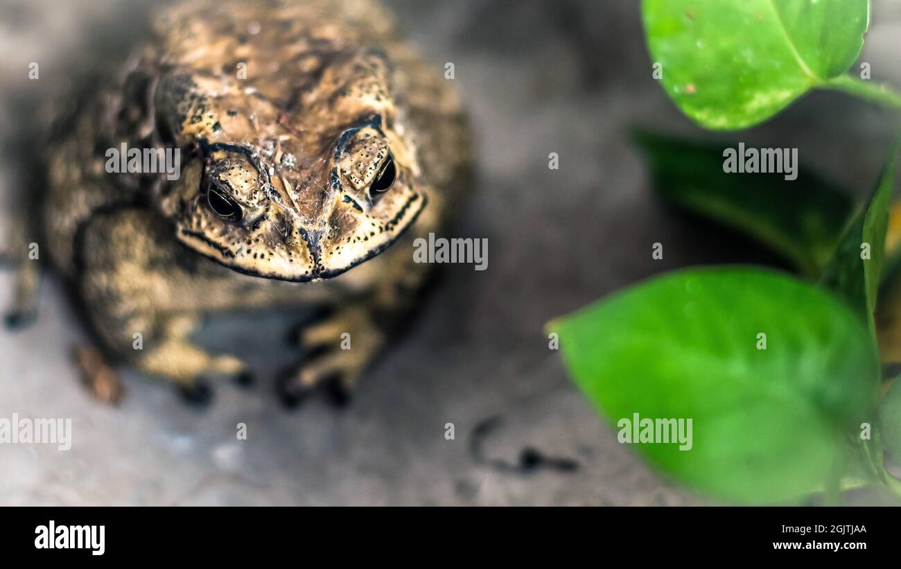 Toad face hi-res stock photography and images - Alamy