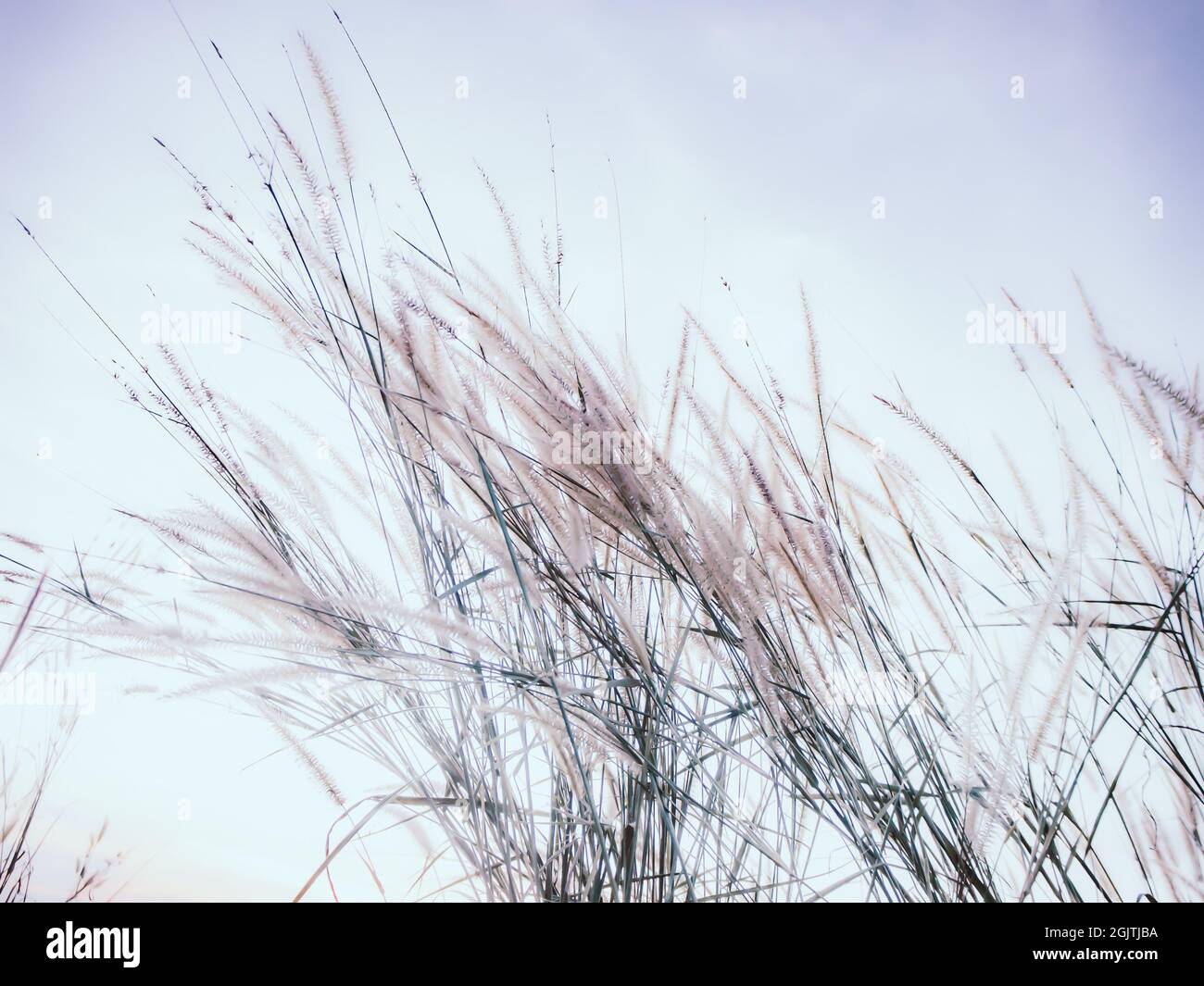 The field of tall wildgrass nature background at beautiful sky Stock ...