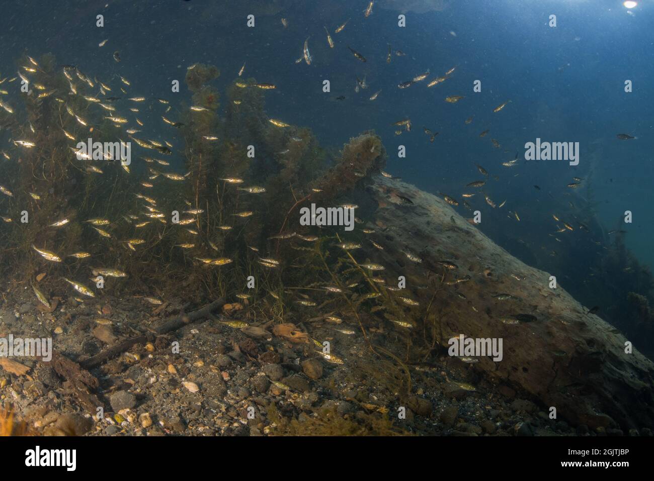 Gasterosteus microcephalus hi-res stock photography and images - Alamy