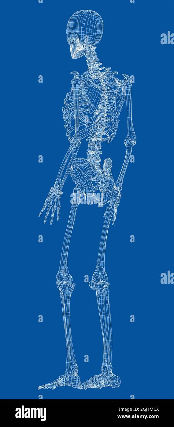 Human skeleton. Vector Stock Vector Image & Art - Alamy