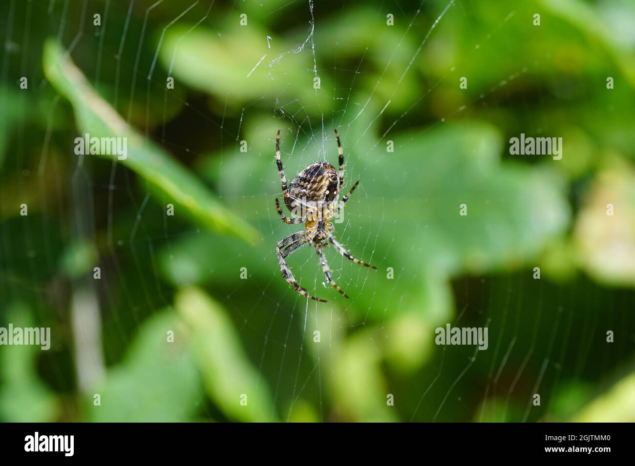 European garden spider, diadem spider, orangie, cross spider or crowned ...