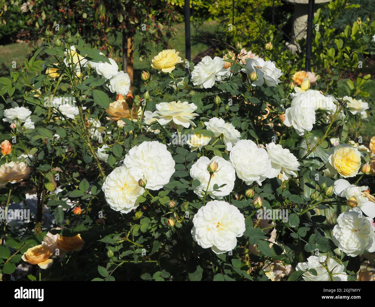 Rose country parson hi-res stock photography and images - Alamy Rose country parson hi-res stock photography and images - Alamy