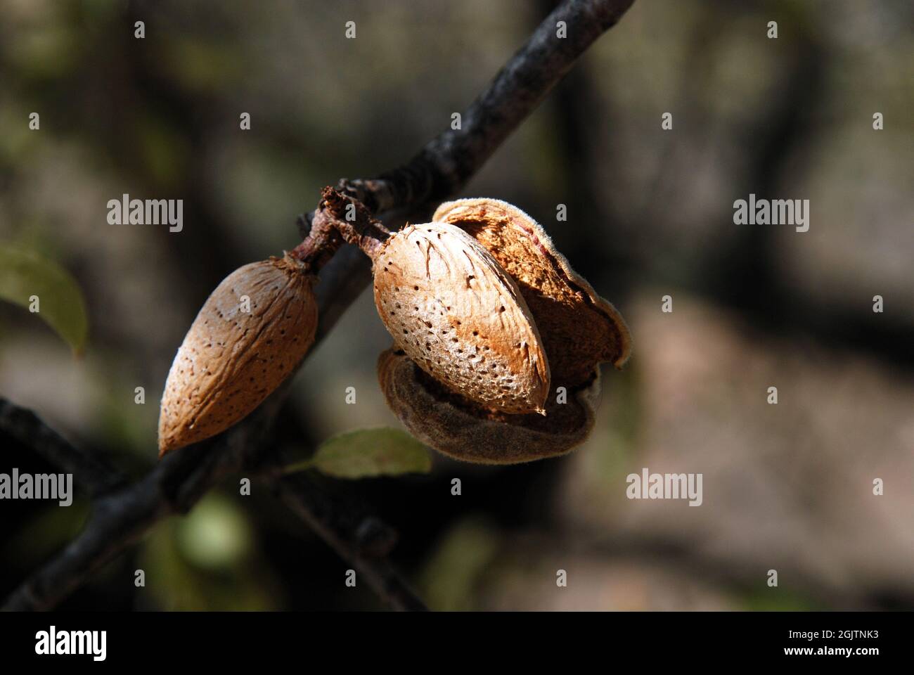 Scorched almonds hi-res stock photography and images - Alamy